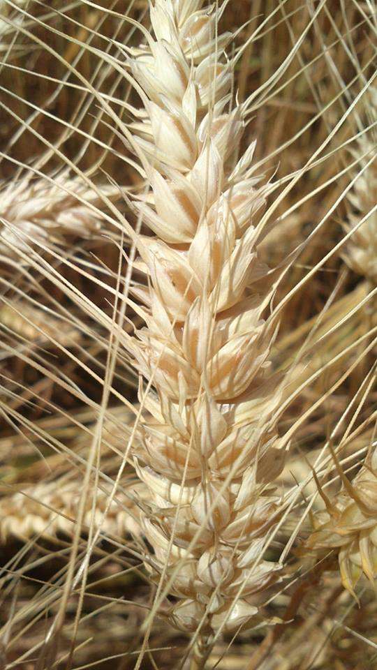 Agrohomeopathy, the natural alternative – EUROPEA