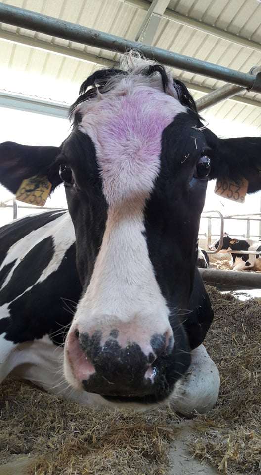 The Social Life of Cows – EUROPEA